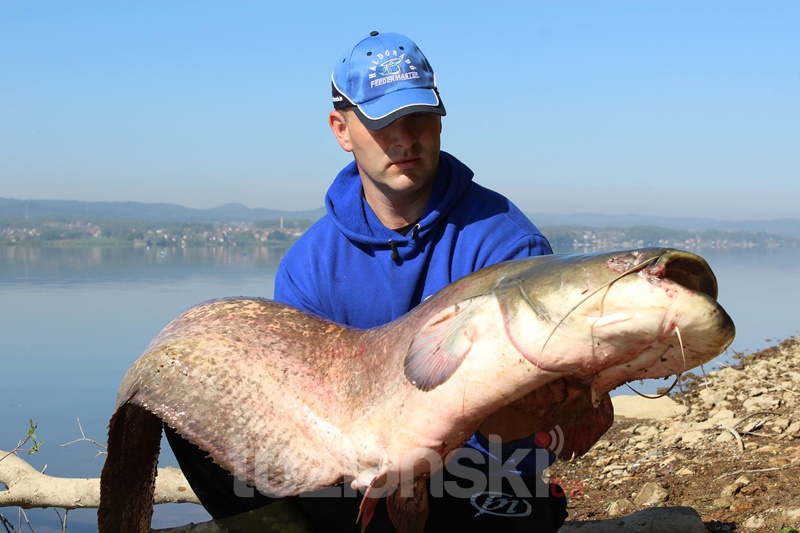Jezero Modrac: Amer Taletović upecao dva soma preko 40 kg u dva dana ...